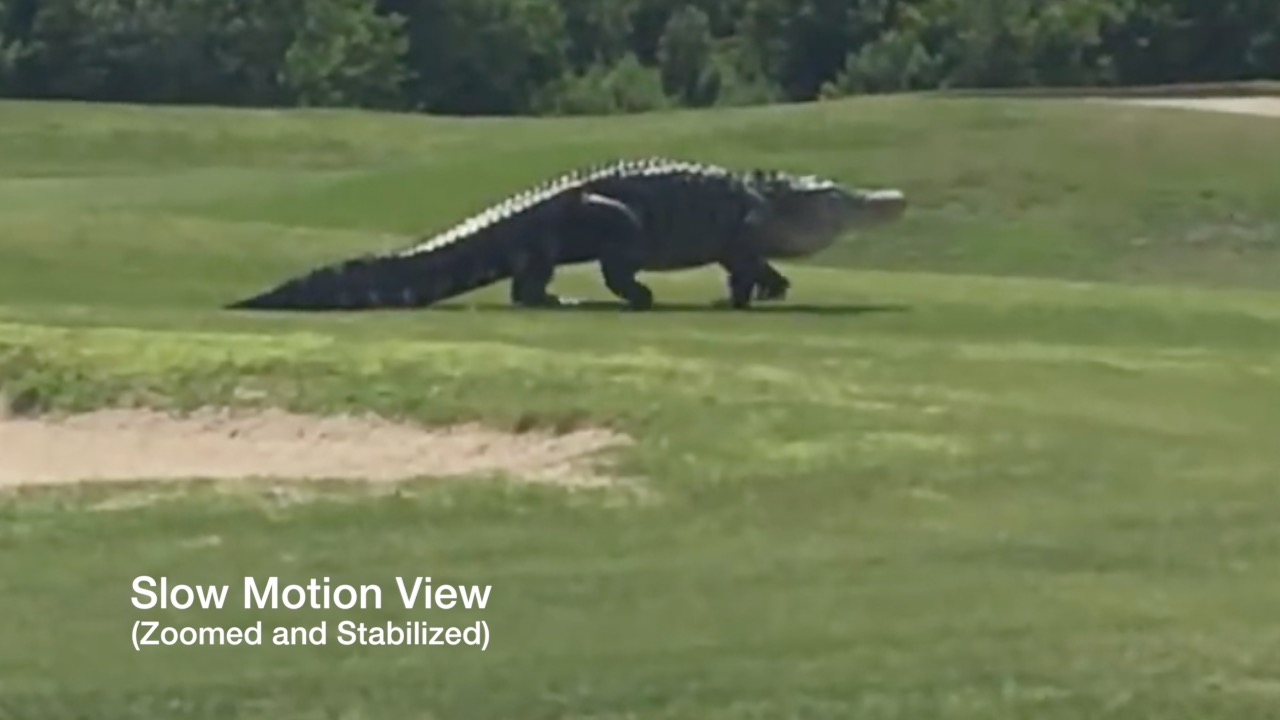 The Big Show - Video of the Day - Giant Gator - Real or Fake? - You Decide!