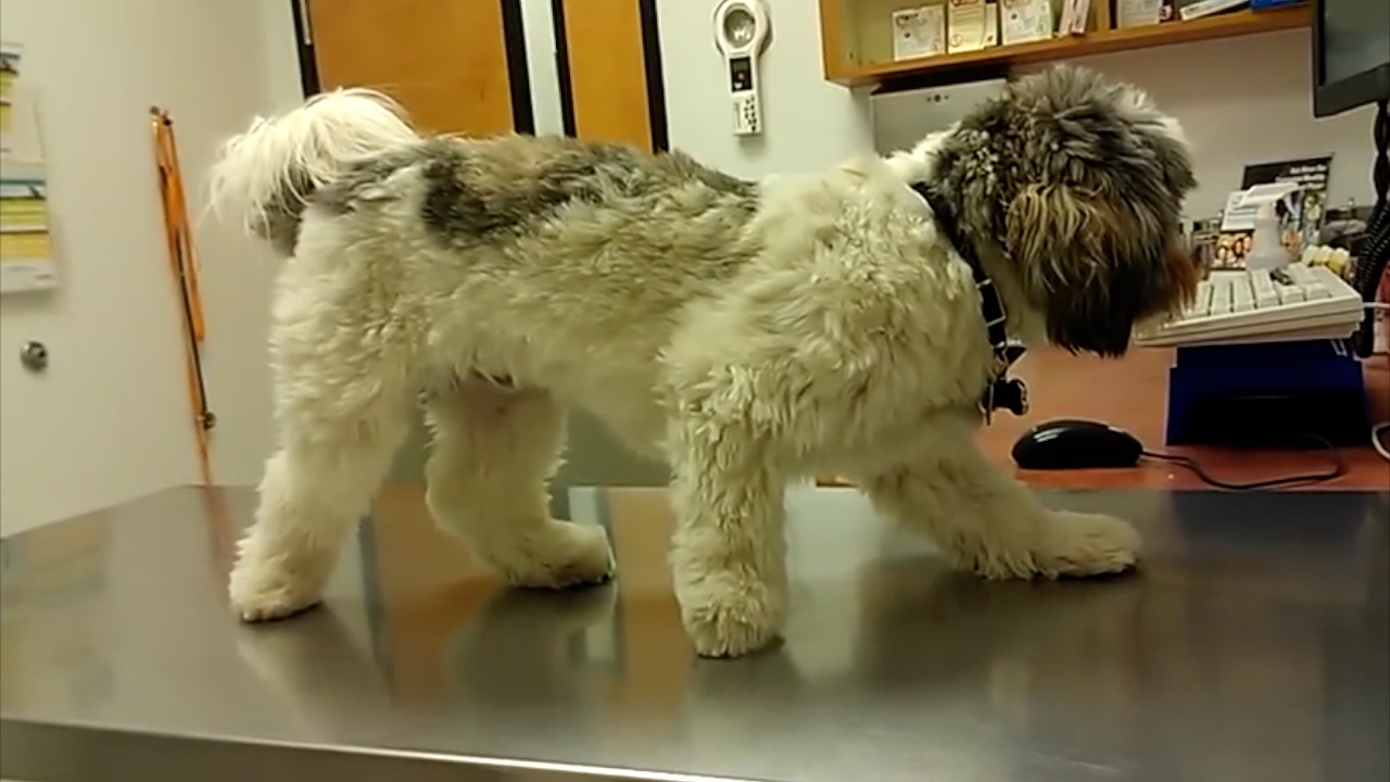 The Big Show - Video of the Day - Scared Stiff Dog at the Vet