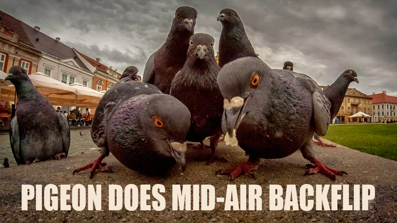 The Big Show - Video of the Day - Pigeon Does Mid-Air Backflip