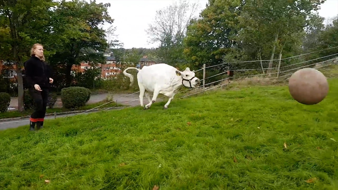 The Big Show - Video of the Day - Playing Fetch with a Cow