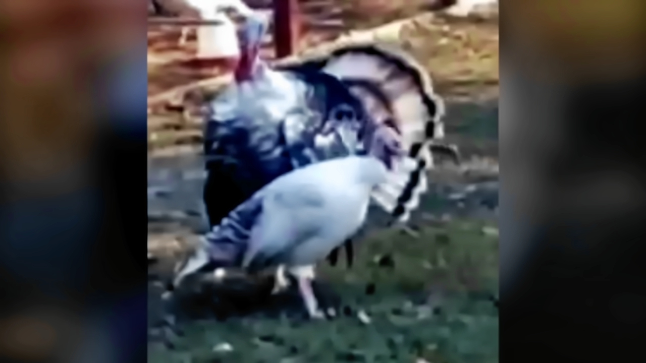 The Big Show - Video of the Day - Turkey Hen Twirls Tom Dizzy