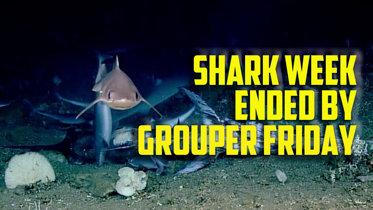 The Big Show - Video of the Day - Shark Week Ended by Grouper Friday
