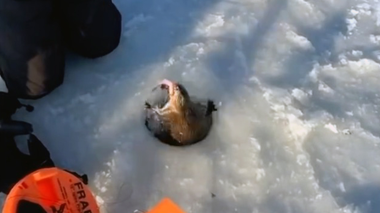 The Big Show - Video of the Day - Ice Fishing Monster Catch