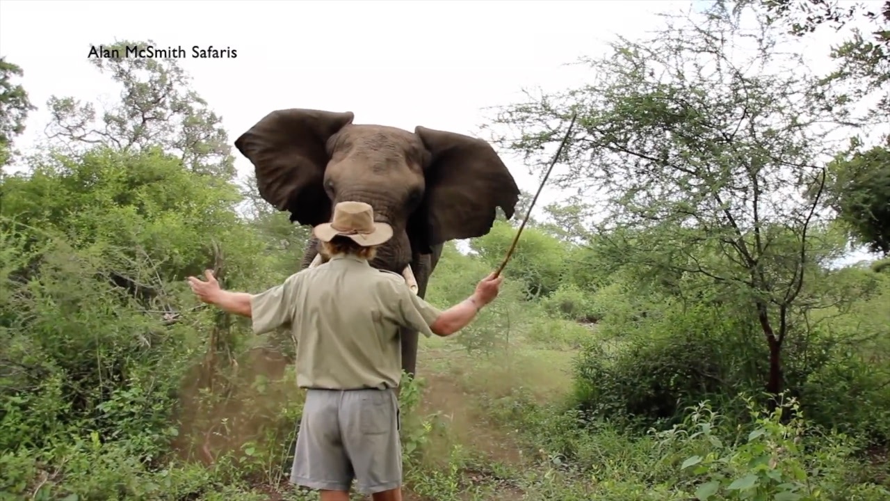 The Big Show - Video of the Day - Safari Guide Stops A Charging Wild ...
