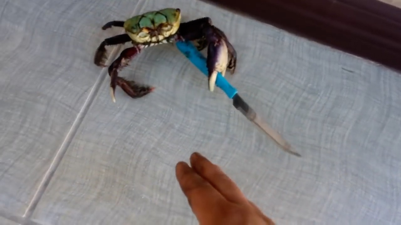 The Big Show - Video of the Day - Never Take A Knive To A Crab Fight
