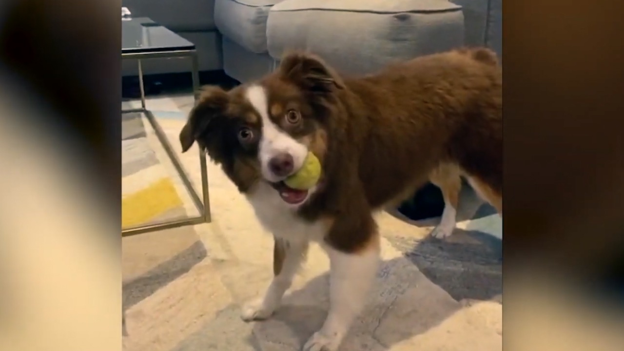 The Big Show - Video of the Day - Talking To Your Dog Can Be Fun