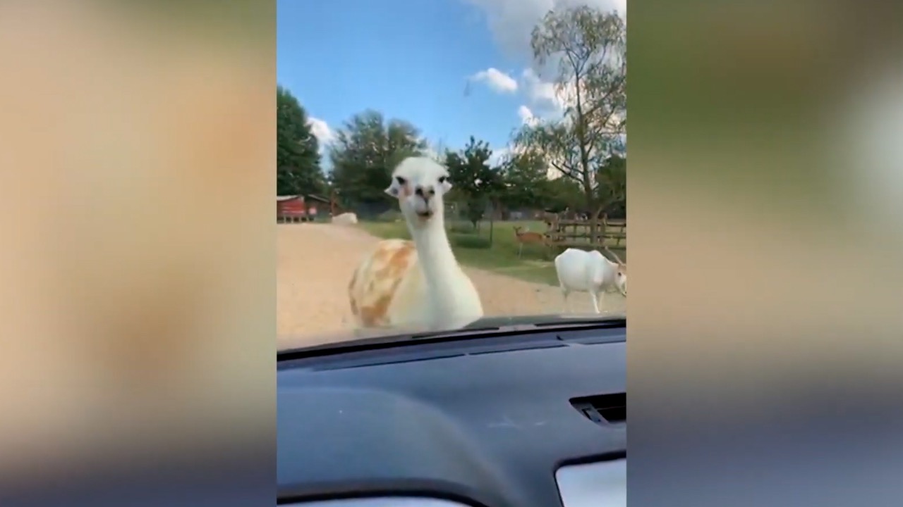 The Big Show - Video of the Day - Do What the Lama Says and Nobody Gets ...