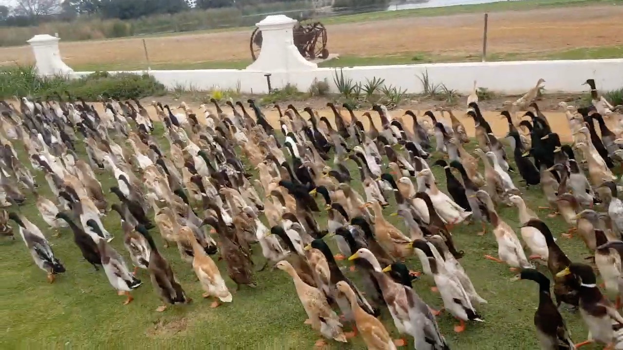 The Big Show - Video of the Day - Thousands Attend Duck Season Protest ...