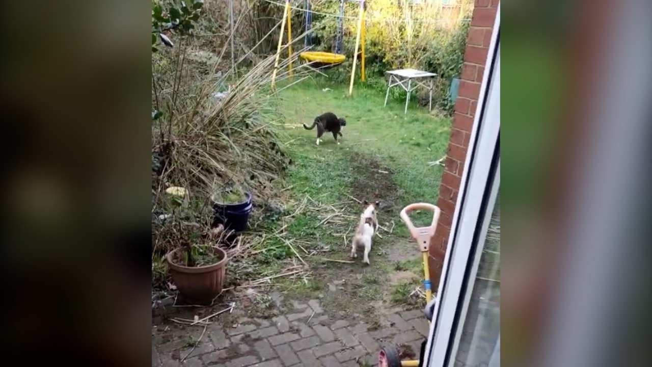 The Big Show - Video of the Day - Mighty Dog's First Encounter with a Cat
