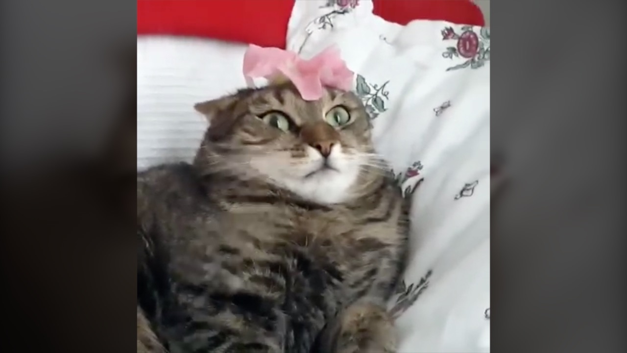 The Big Show - Video of the Day - How to Deactivate a Cat