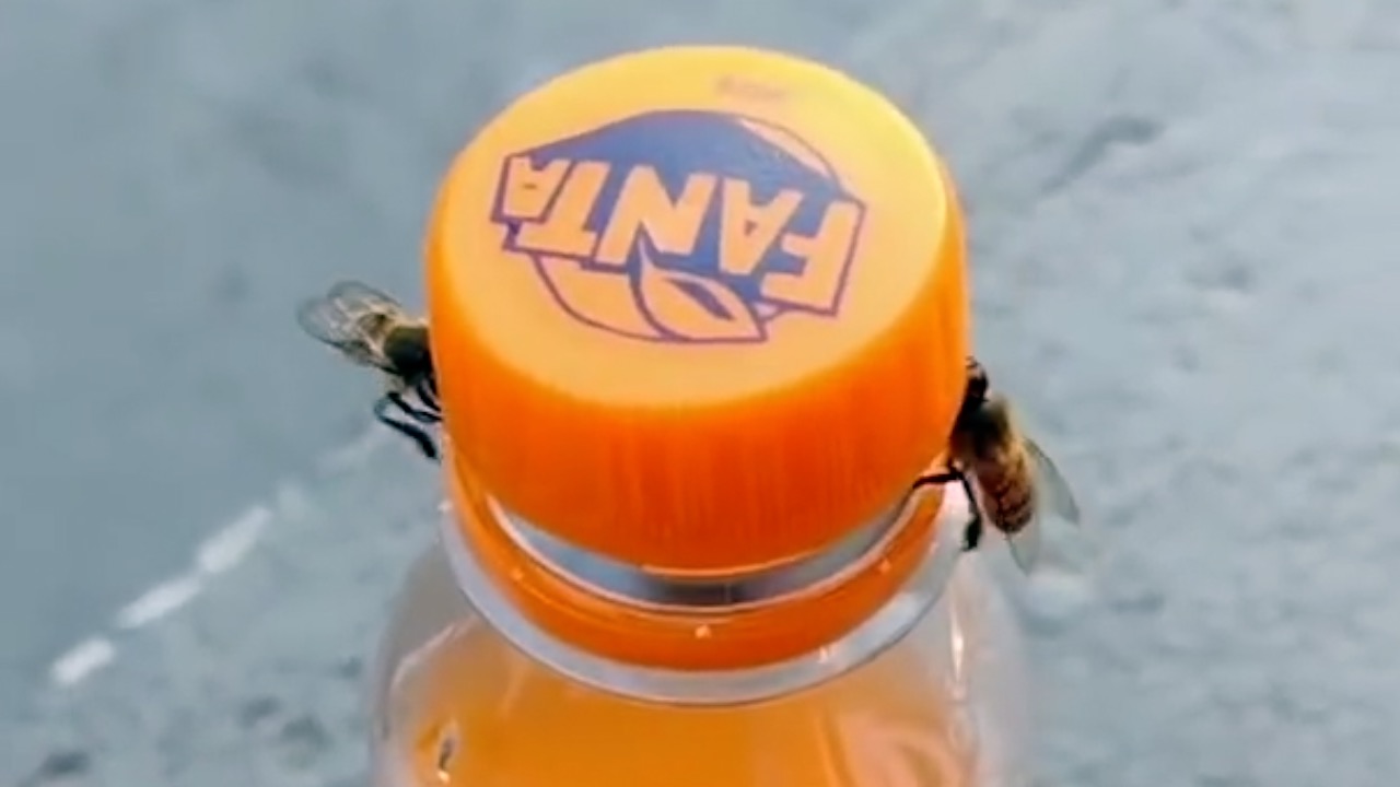 The Big Show - Video of the Day - BEE Afraid