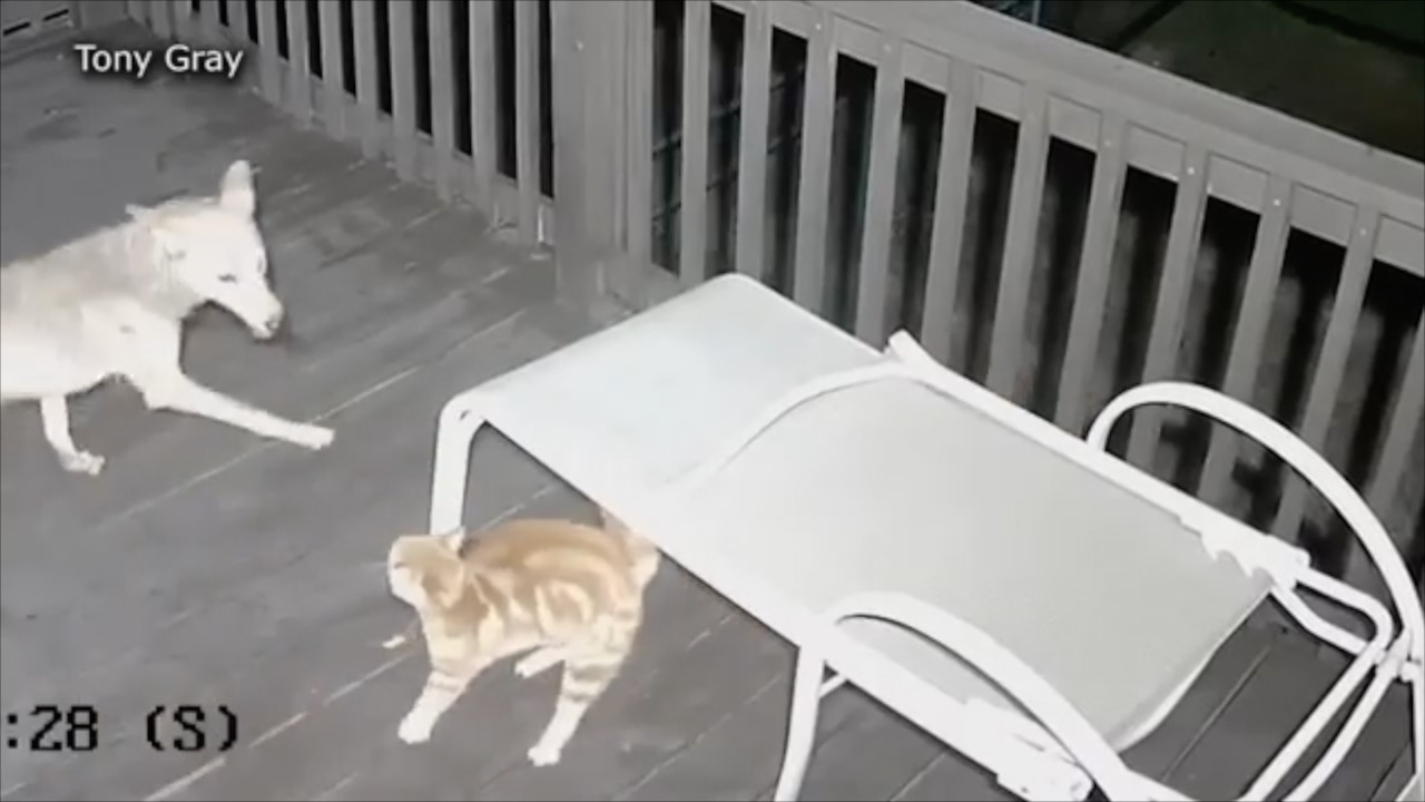 The Big Show - Video of the Day - Cat Narrowly Survives Coyote Attack