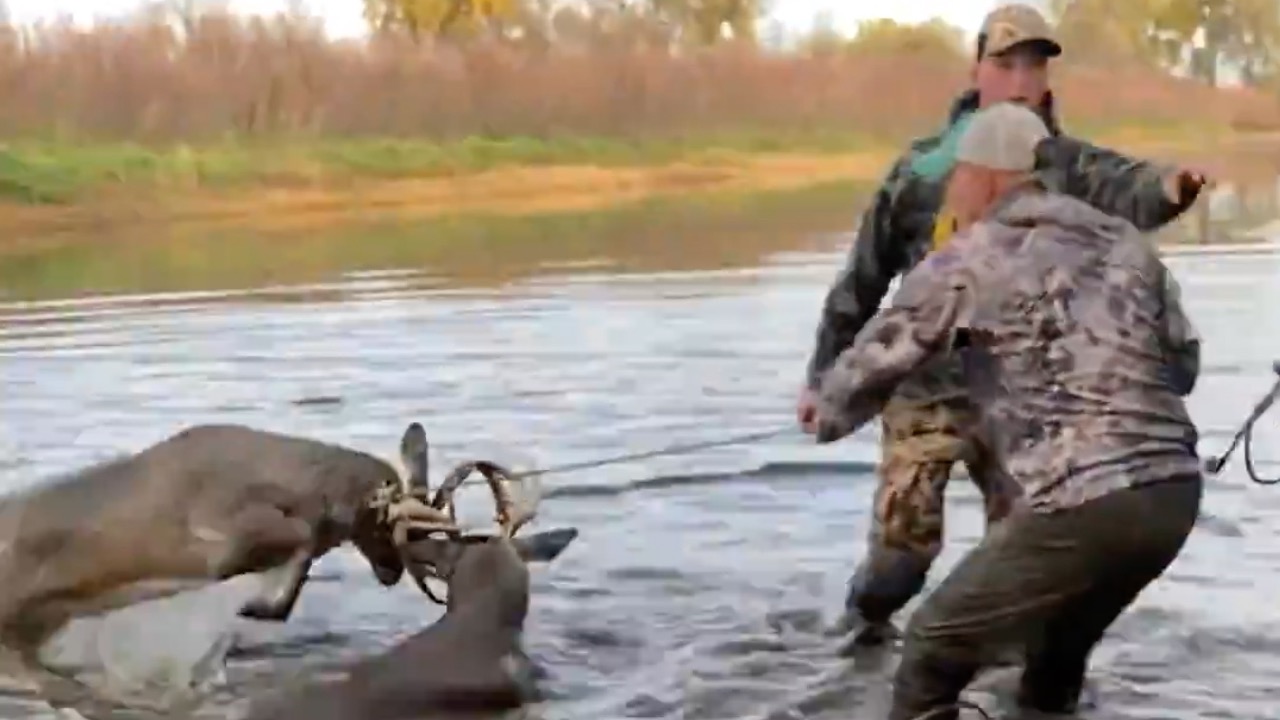 The Big Show - Video of the Day - Hunters Rescue Deer Tangled To Dead ...