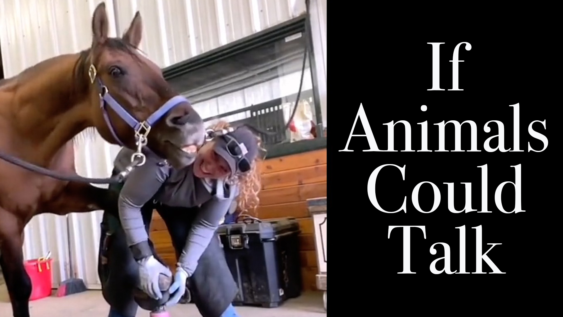 The Big Show - Video of the Day - If Animals Could Talk