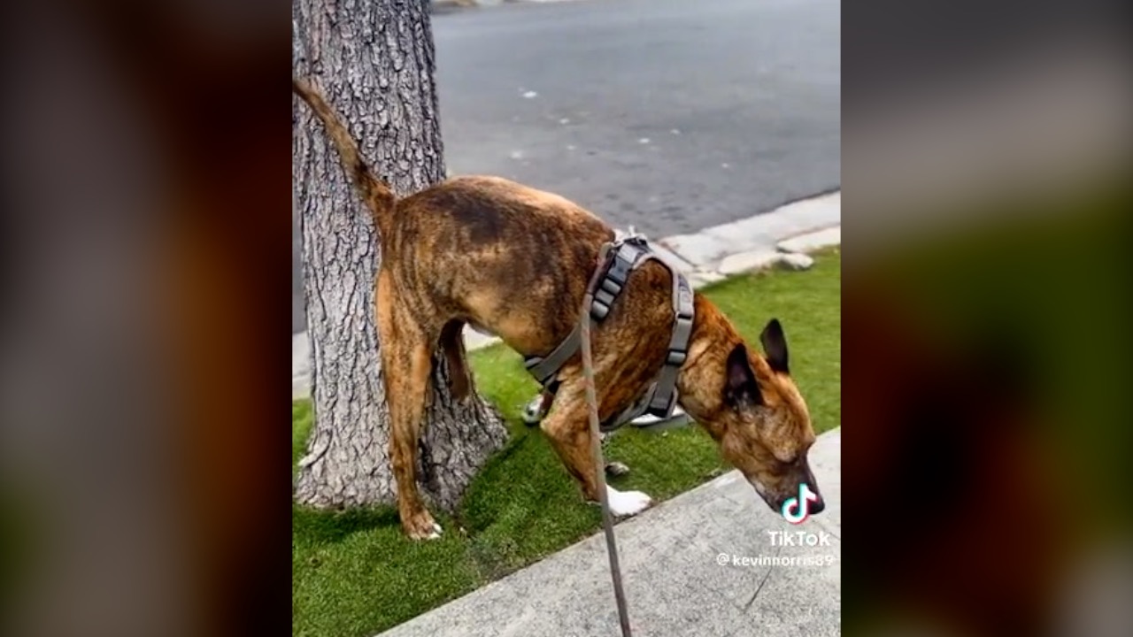 The Big Show - Video of the Day - Dirty Tree & A Turd